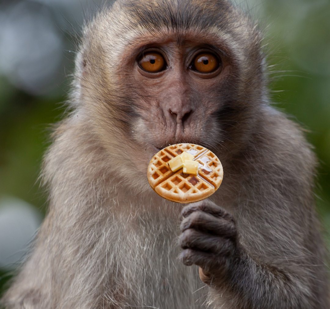 Digital Downloads – Pink & Purple Monkey